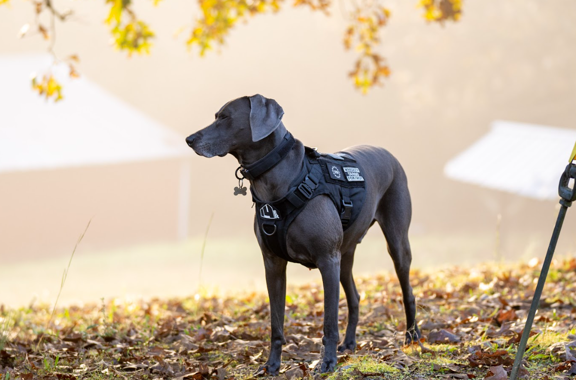 Pets & Tactical Gear: The Ultimate Guide to Safeguarding Your Outdoor ...