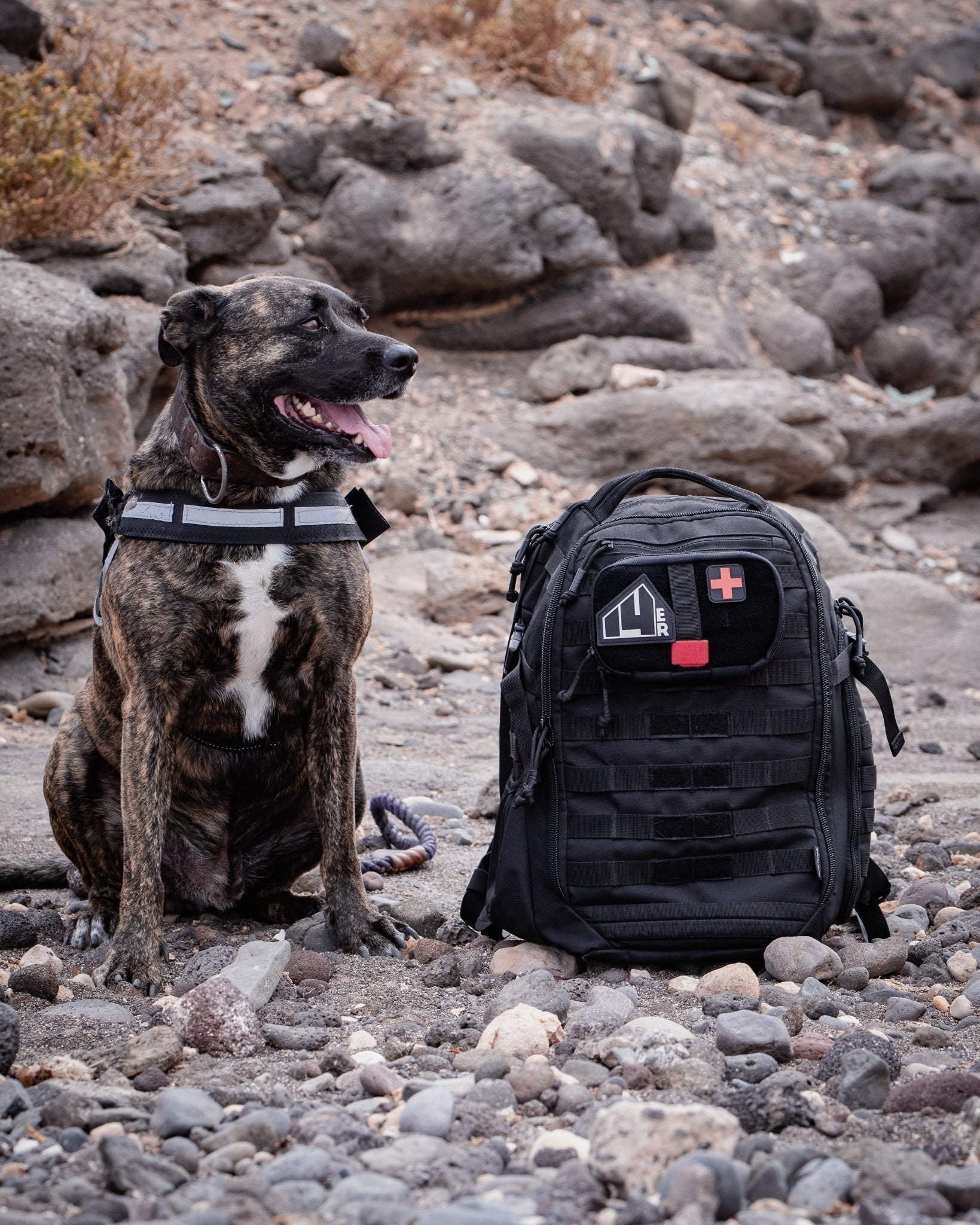 The Essential Go-Bag Guide: Preparing for Emergencies with Your Dog ...